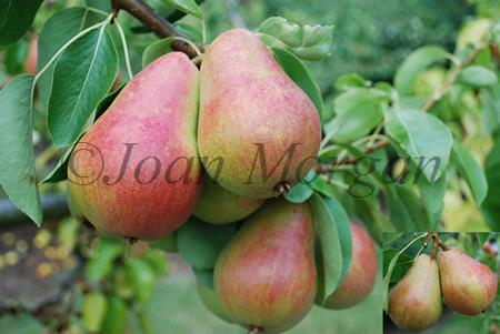 The Book of Pears - Beurré Precoce Morettini